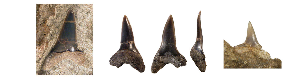 Carcharodon hastalis (A GASSIZ, 1843)/ Cosmopolitodus hastalis