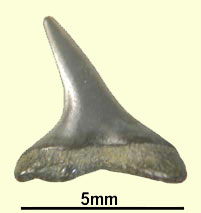 Anomotodon novus