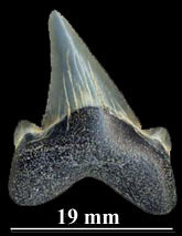 Carcharocles auriculatus