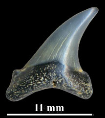 Hypotodus verticalis