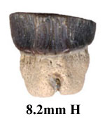 Myledaphus bipartitus