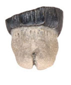 Myledaphus bipartitus