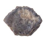 Myledaphus bipartitus