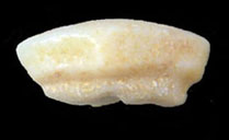 Rhombodus microdon