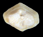 Rhombodus microdon