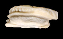 Myliobatis dixoni (lateral)