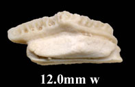 Myliobatis dixoni (lateral)