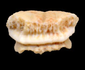 Myliobatis raouxi