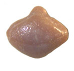 Rhynchobatus sp. (Wedgefish shark)