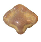 Rhynchobatus sp. (Wedgefish shark)