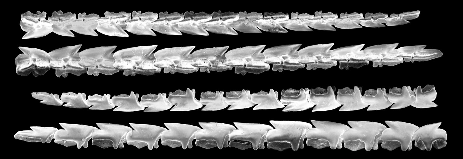 Squalus sp . : a female of 40. 5 cm TL, Tokyo Bay. Hiretakatunozame