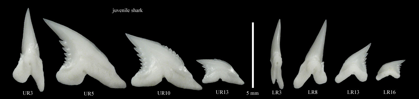 Order Carcharhiniformes Compagno, 1973
