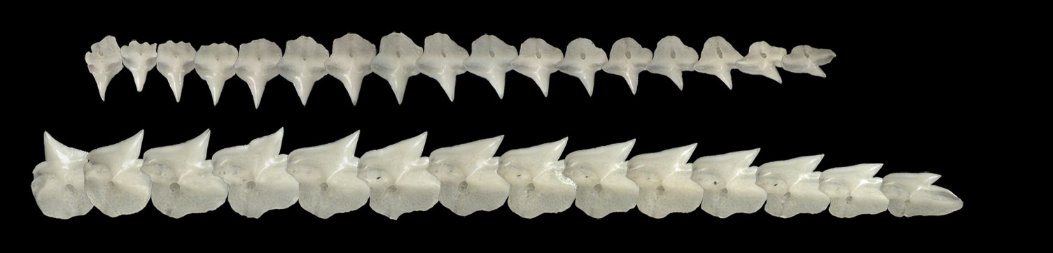 Centrophorus squamosus (Bonnaterre, 1788): Momijizame , Deepwater spiny ...