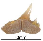 ? Paragaleus sp