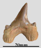 Parotodus mangyshlakensis