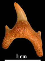 Protolamna cappettai