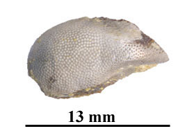 Sandalodus sp.