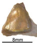 A,B: Deltodus laminaris C : D. concha