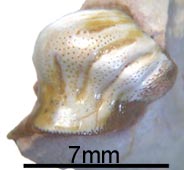 A,B: Deltodus laminaris C : D. concha