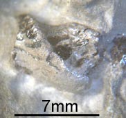 A : Poecilodus jonesii B : Poecilodus sp. C: P. sanctiludovici