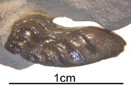 A : Poecilodus jonesii B : Poecilodus sp. C: P. sanctiludovici