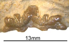 Symmorium acutus Symmorium lamnoides