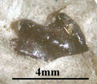 A : Poecilodus jonesii B : Poecilodus sp. C: P. sanctiludovici