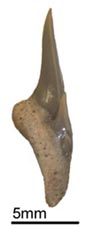 Leptostyrax macrorhiza
