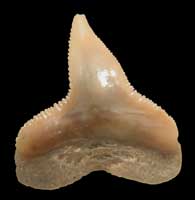 Family Acrodontidae CASIER 1959.