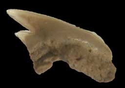 Family Acrodontidae CASIER 1959.