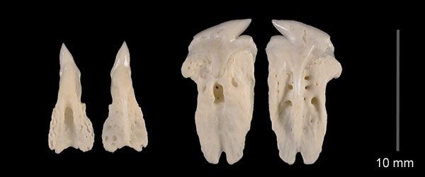 Somniosus microcephalus (Bloch & Schneider, 1801): Greenland Sleeper ...
