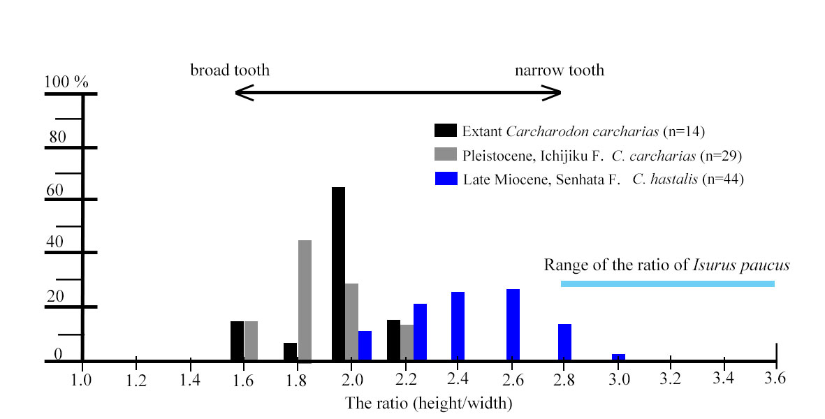 Fig.2. Histogram of teth of C. hastalis from the Senhata Formation ...