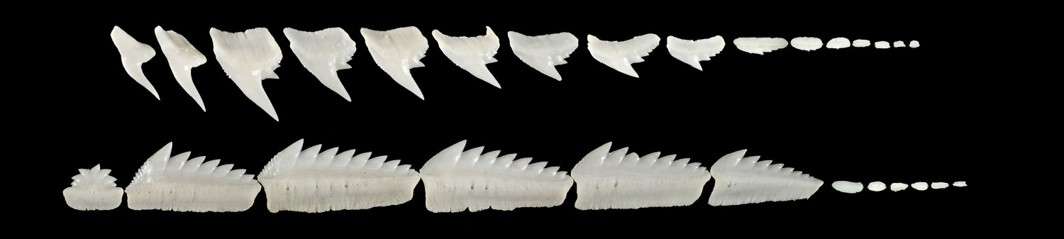 Hexanchus vitulus Springer & Waller, 1969: ca. 160 cm TL, Atlanyic ...