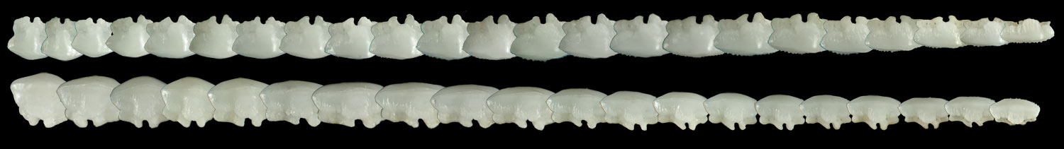 Mustelus mustelus (Linnaeus, 1758): male, 49 cm TL, North sea, Herne ...