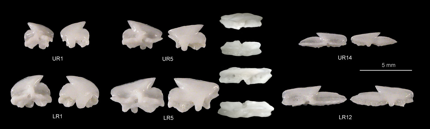 Squalus mitsukurii Jordan & Snyder, 1903: Huto-tunozame, Shortspine spurdog